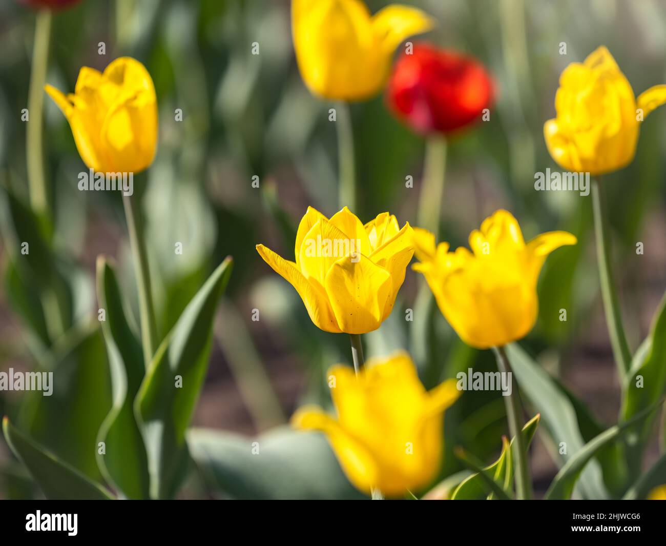Colorful yellow tulips blossom in spring. Natural sprintime background ...