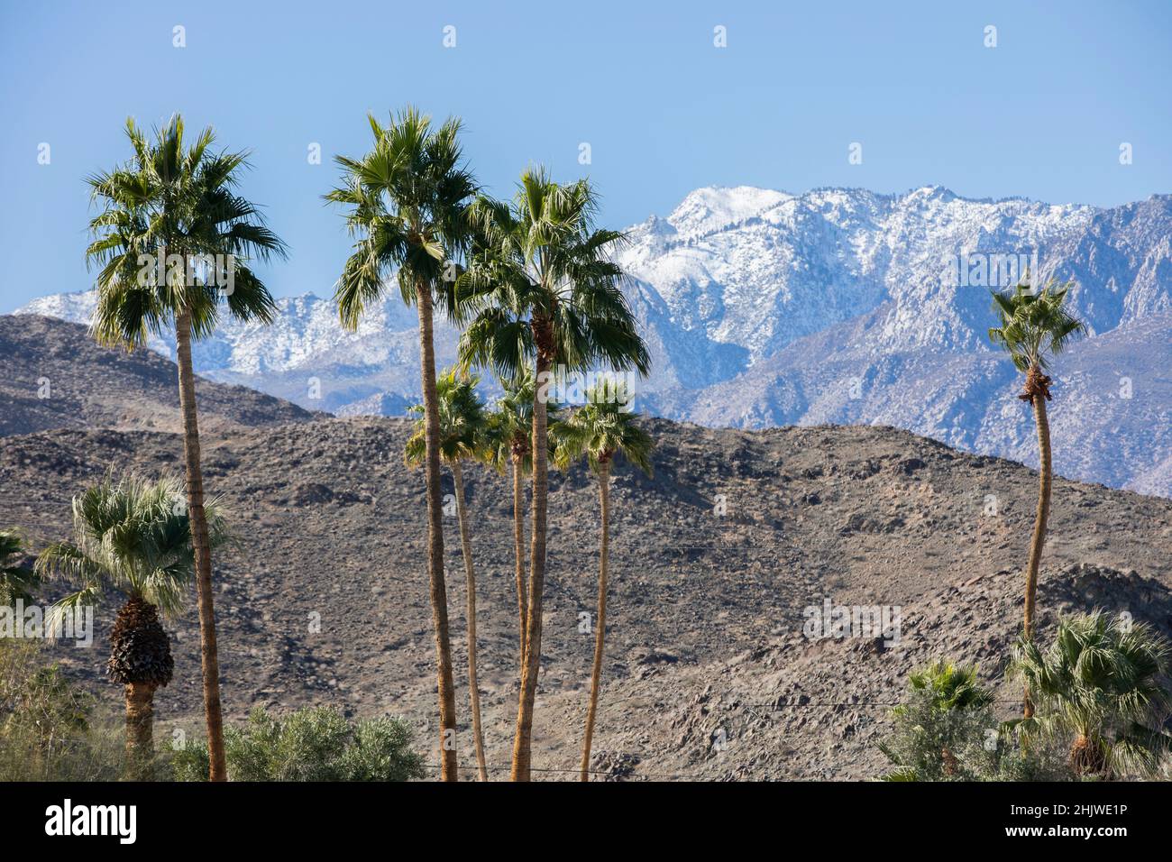 Morning sun illuminates iconic palm trees and snow capped mountains in ... Morning sun illuminates iconic palm trees and snow capped mountains in ...