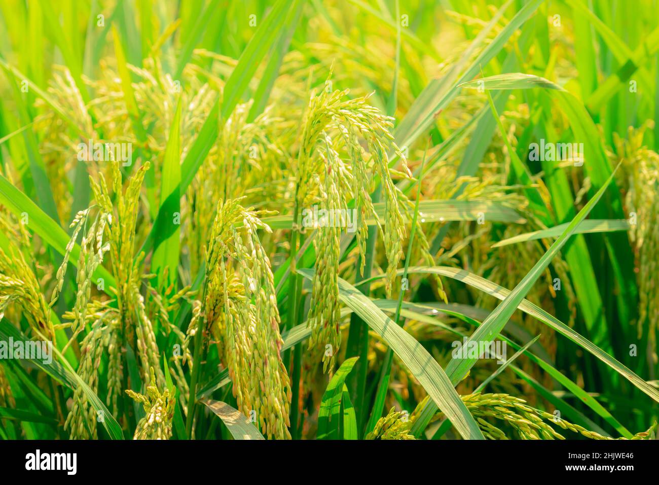 Selective focus on ear of rice. Green paddy field. Rice plantation ...