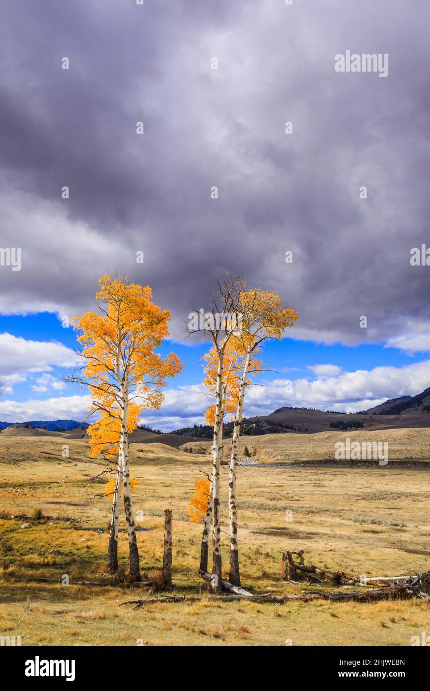 Aspen trees lamar valley yellowstone hi-res stock photography and ...