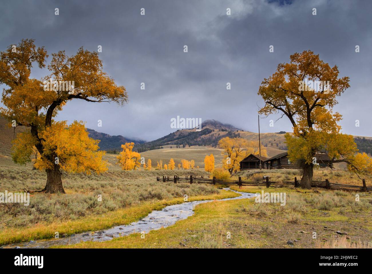 Natural view of autumnal trees in Yellowstone National Park, Montana ...