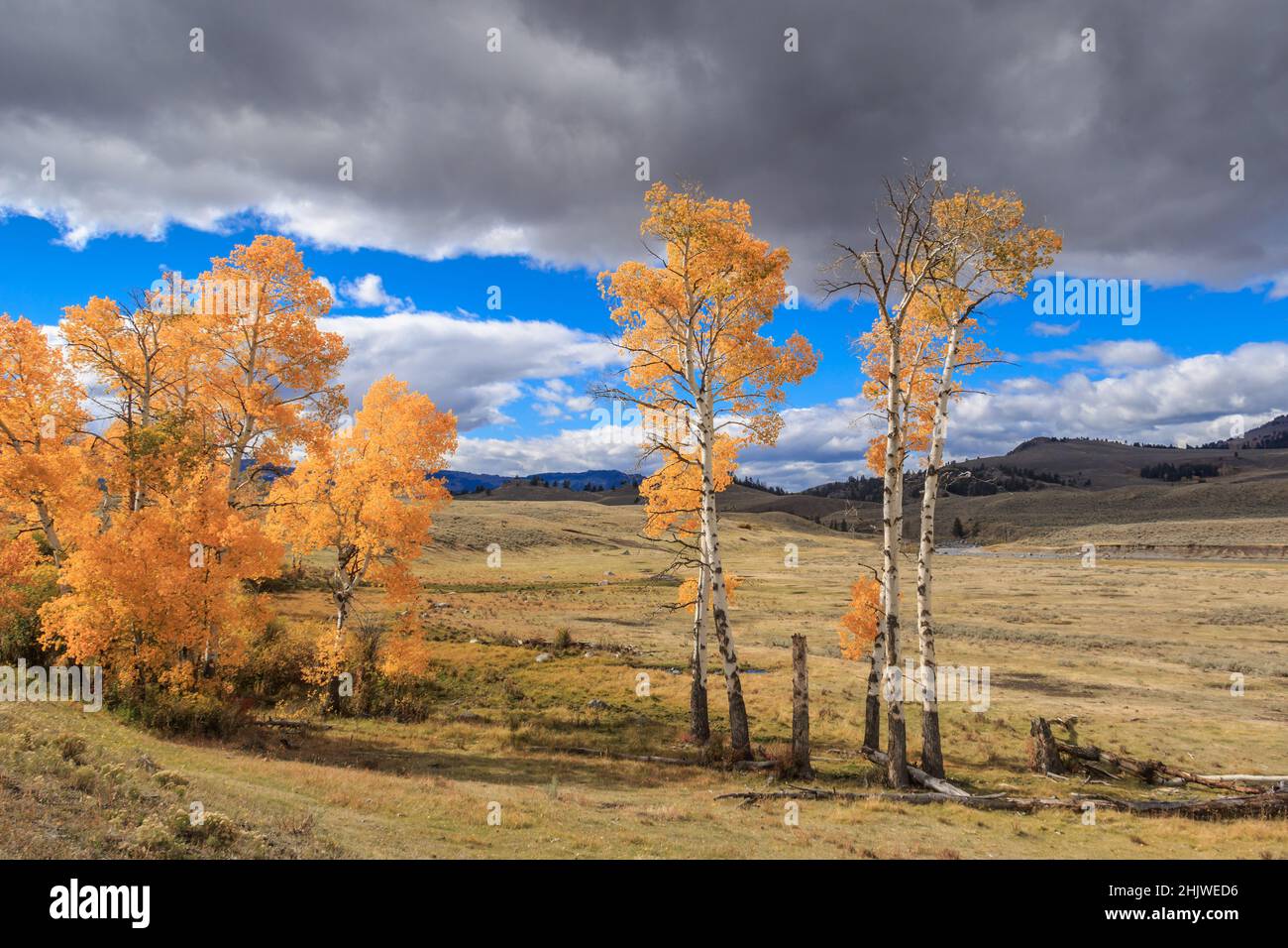 Aspen trees lamar valley yellowstone hi-res stock photography and ...