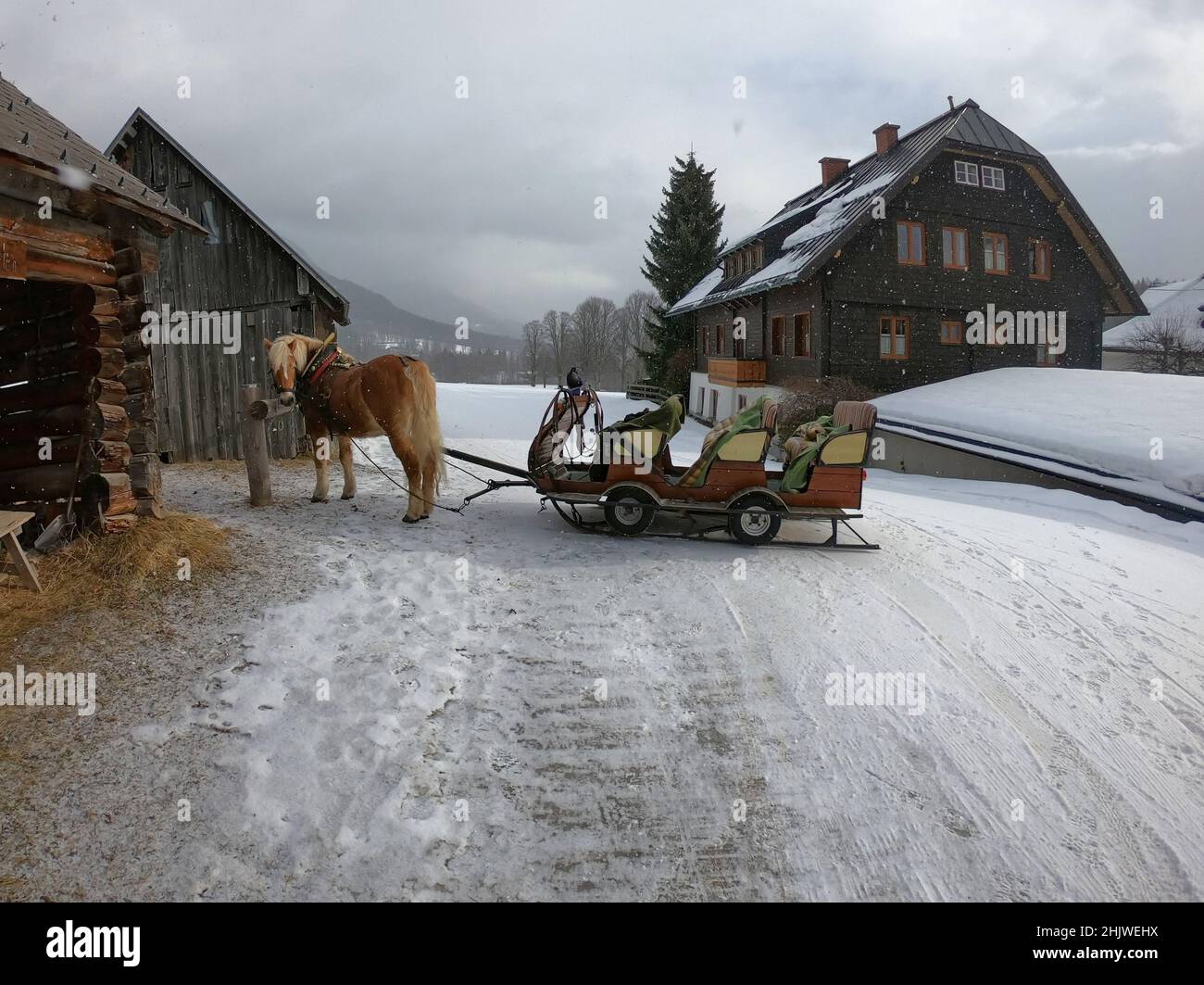 A horse harnessed to a sled in Austrian village Stock Photo - Alamy