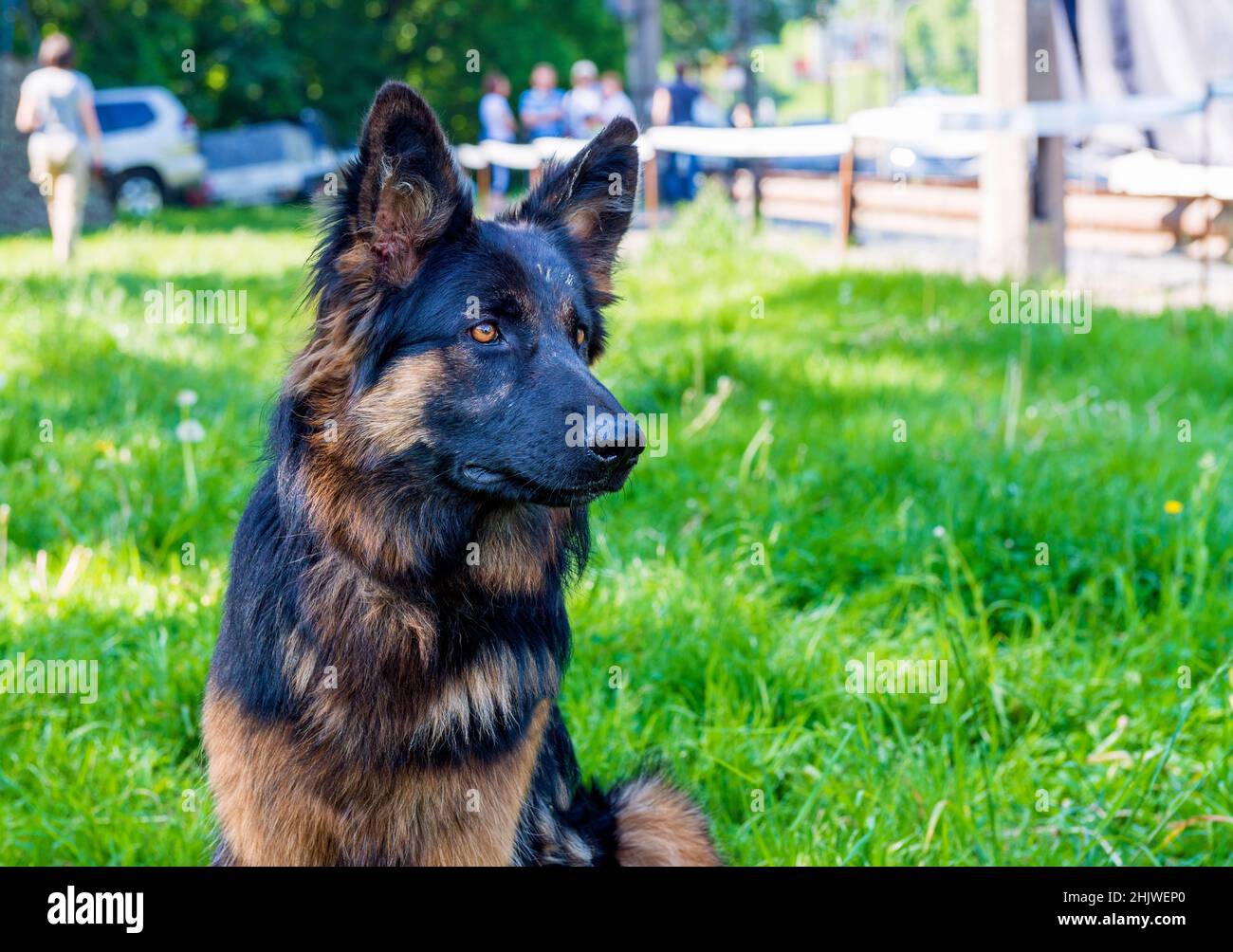 German shepherd black and brown. The German shepherd is on the green ...