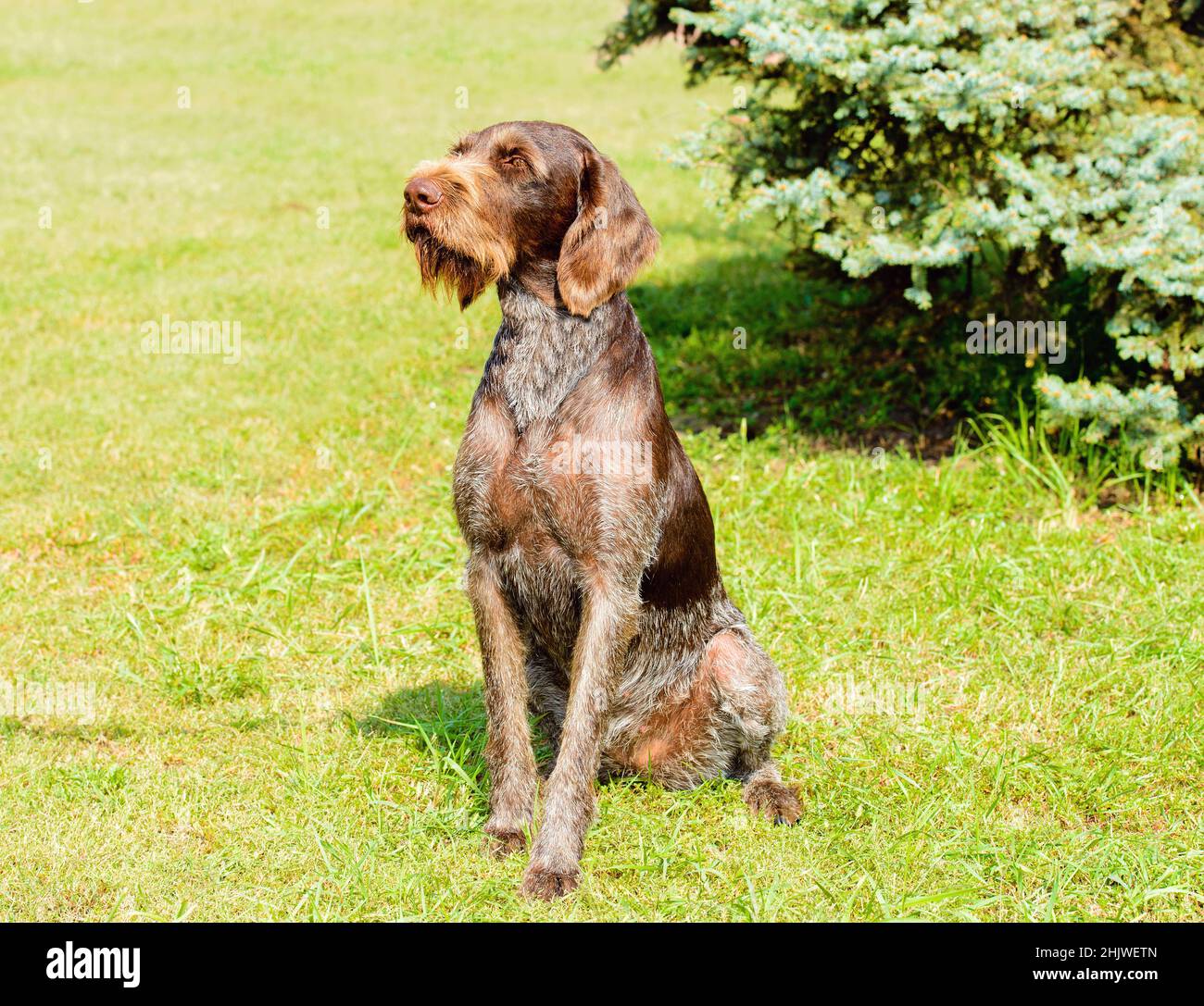 German wirehaired pointer hi-res stock photography and images - Alamy
