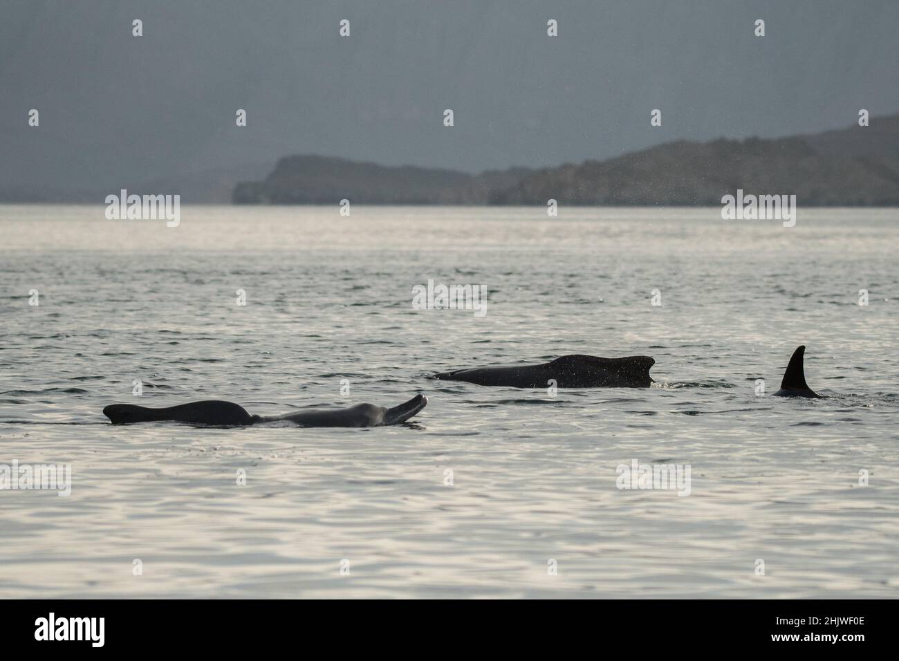 Arabian sea dolphins hi-res stock photography and images - Alamy