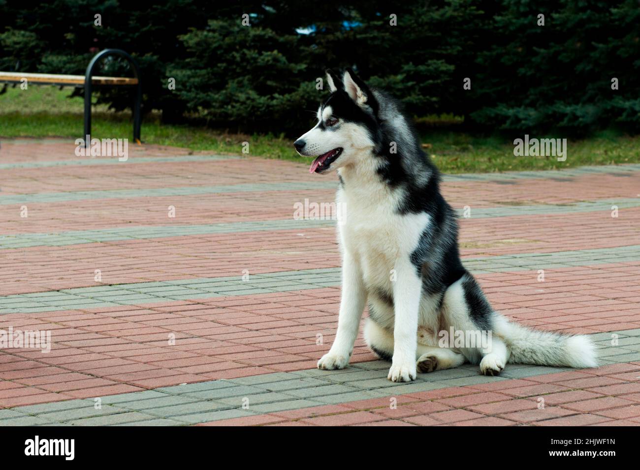 Siberian husky seats. The Siberian husky is in the park Stock Photo - Alamy