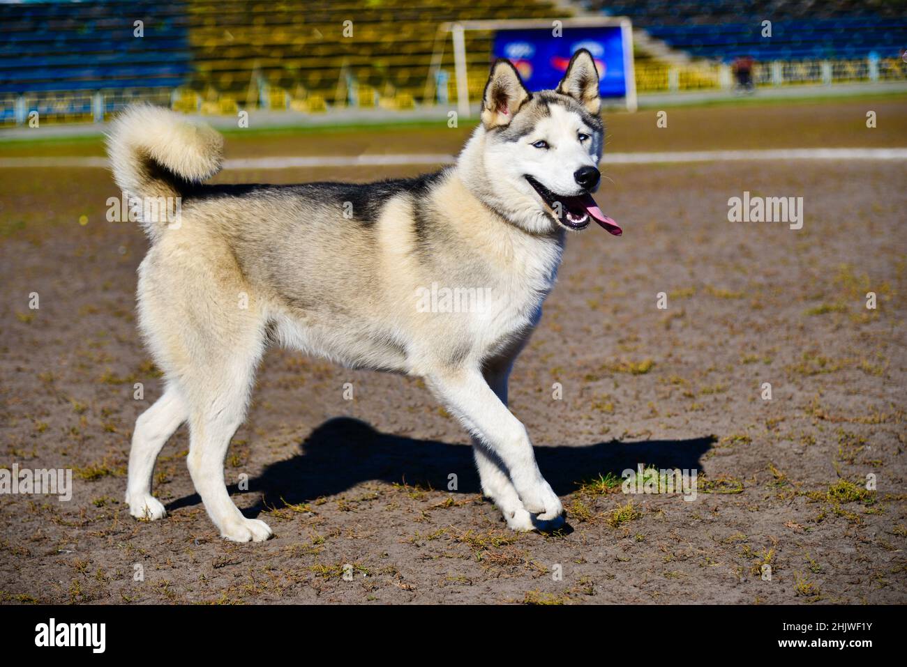 Siberian husky. The Siberian husky is in the park Stock Photo - Alamy