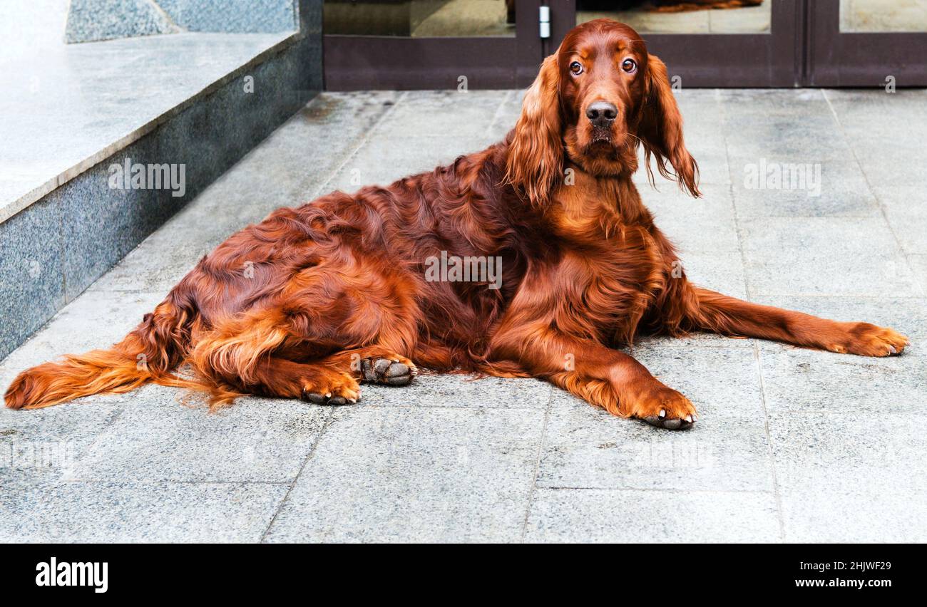 Setter family hi-res stock photography and images - Alamy