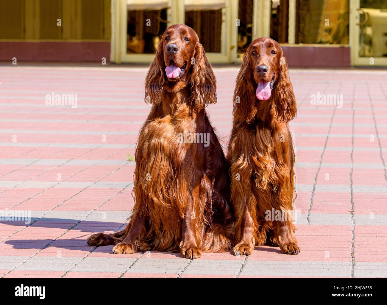 Two Irish Setters haunch. Two Irish Setters take a walk Stock Photo - Alamy