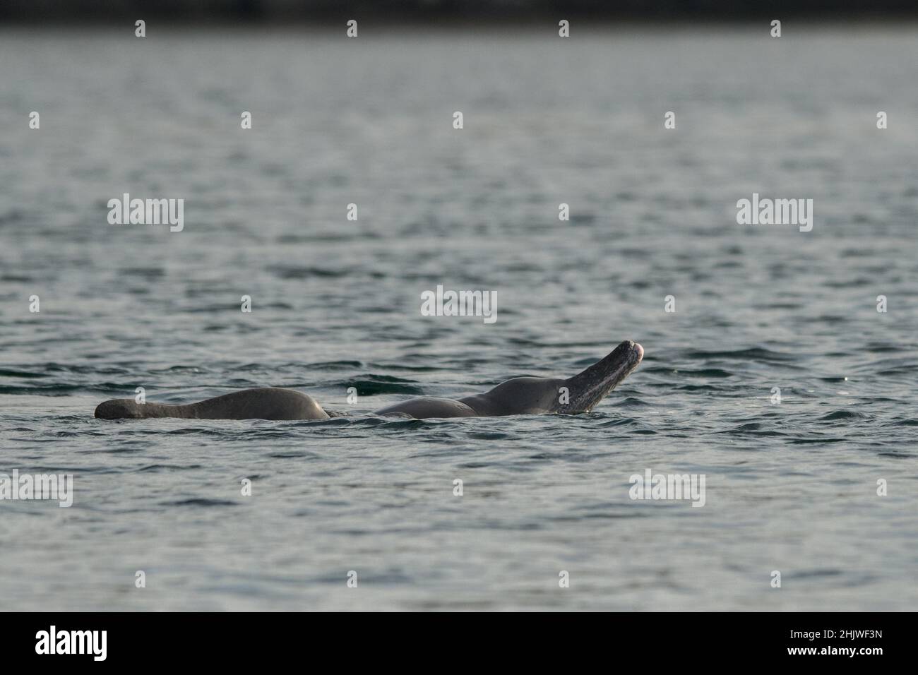 Dolphins in the bay of Khasab. Musandam. Oman Stock Photo - Alamy