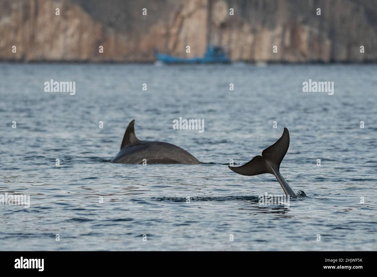 Arabian sea dolphins hi-res stock photography and images - Alamy
