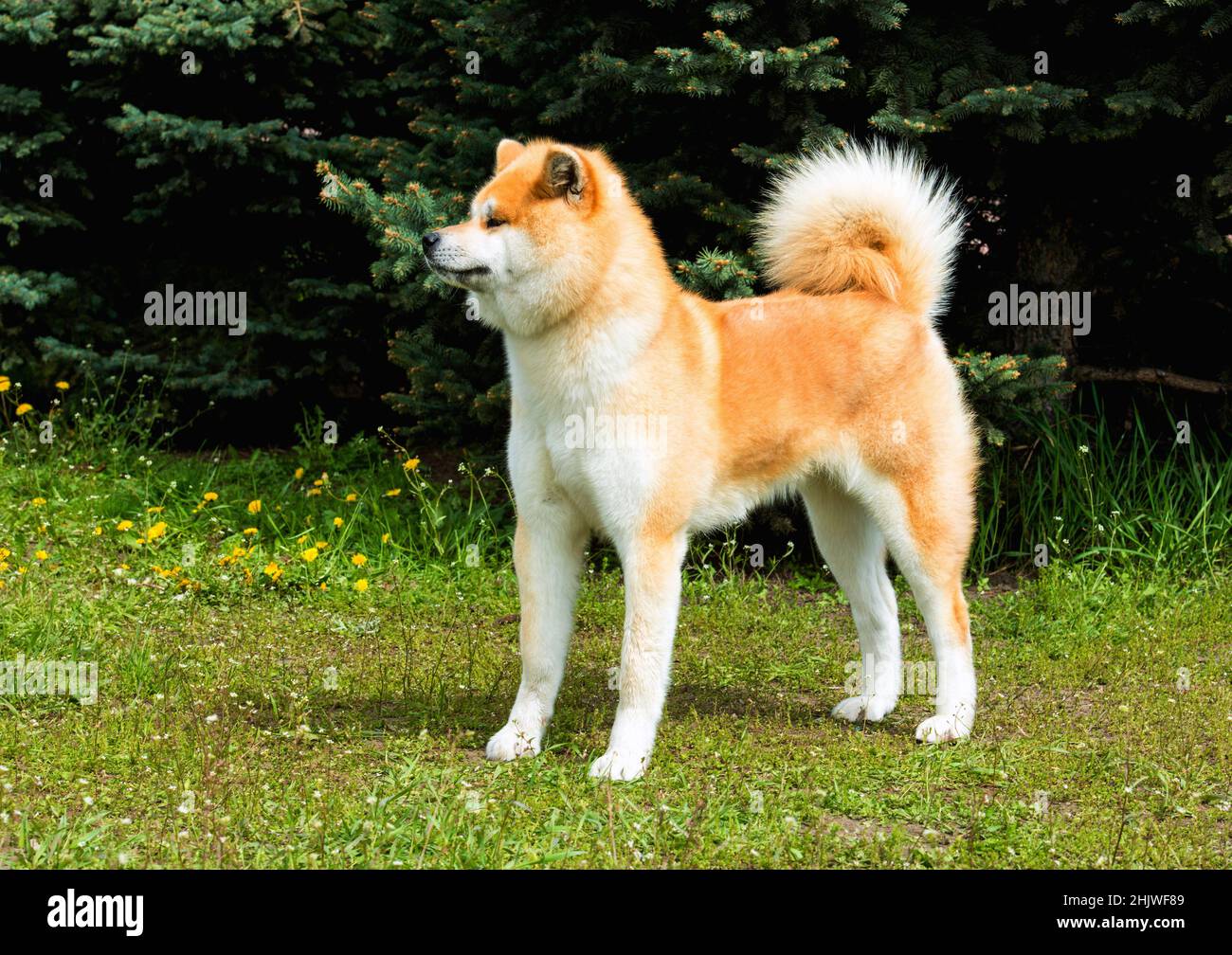 Japanese Akita Inu waits. The Japanese Akita Inu is in the city park ...