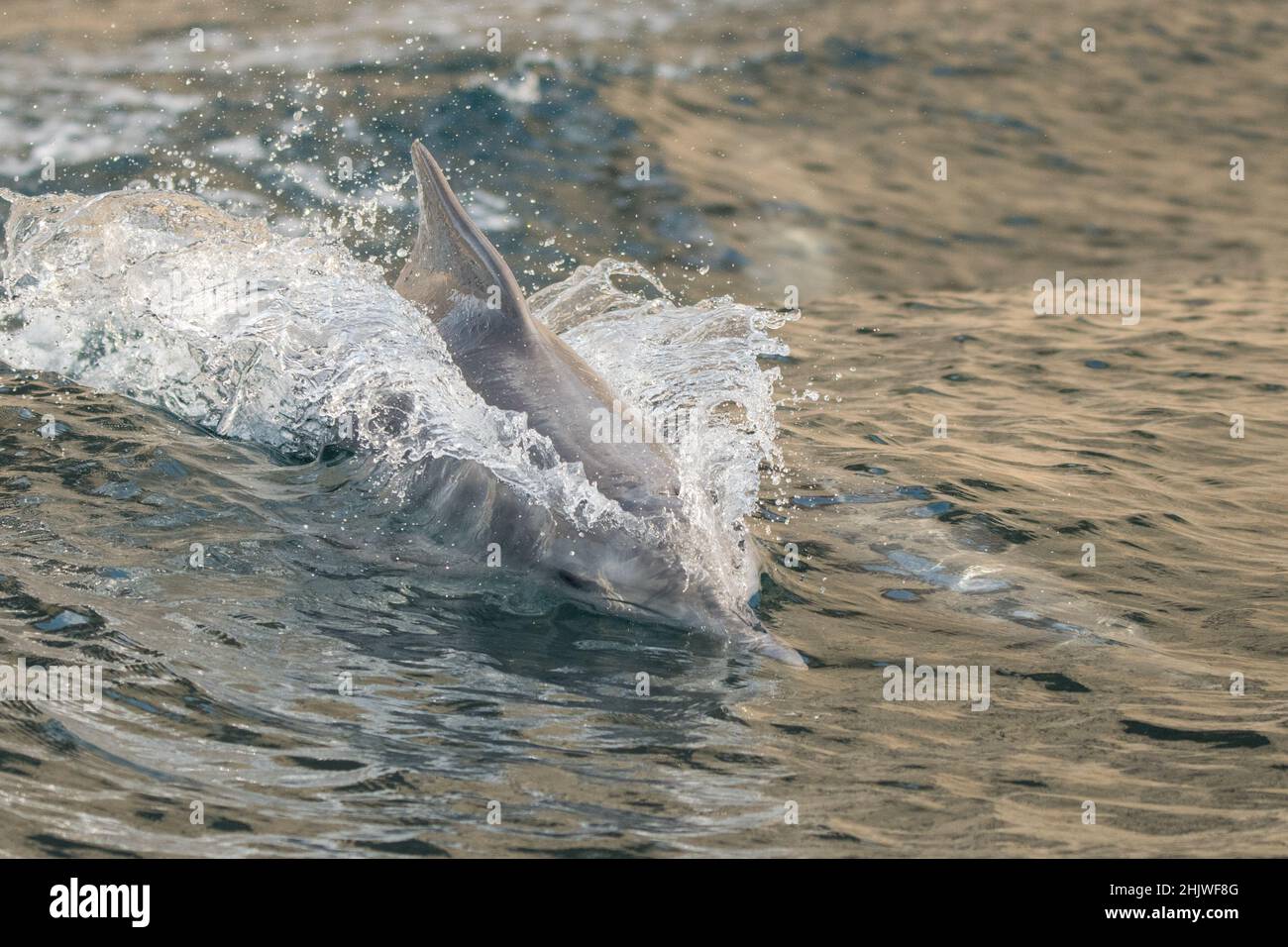 Arabian sea dolphins hi-res stock photography and images - Alamy