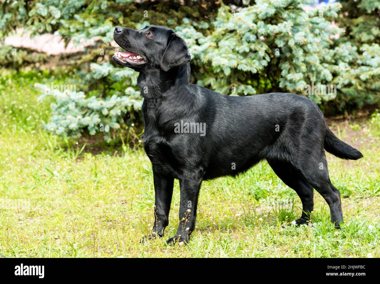 Working black labrador retriever hi-res stock photography and images ...