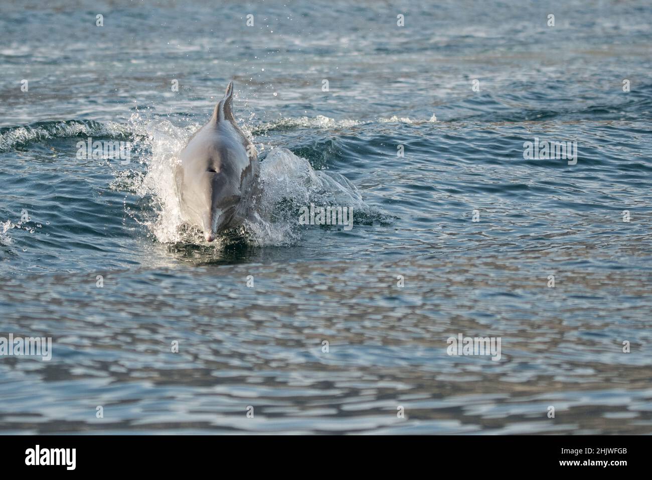 Arabian sea dolphins hi-res stock photography and images - Alamy