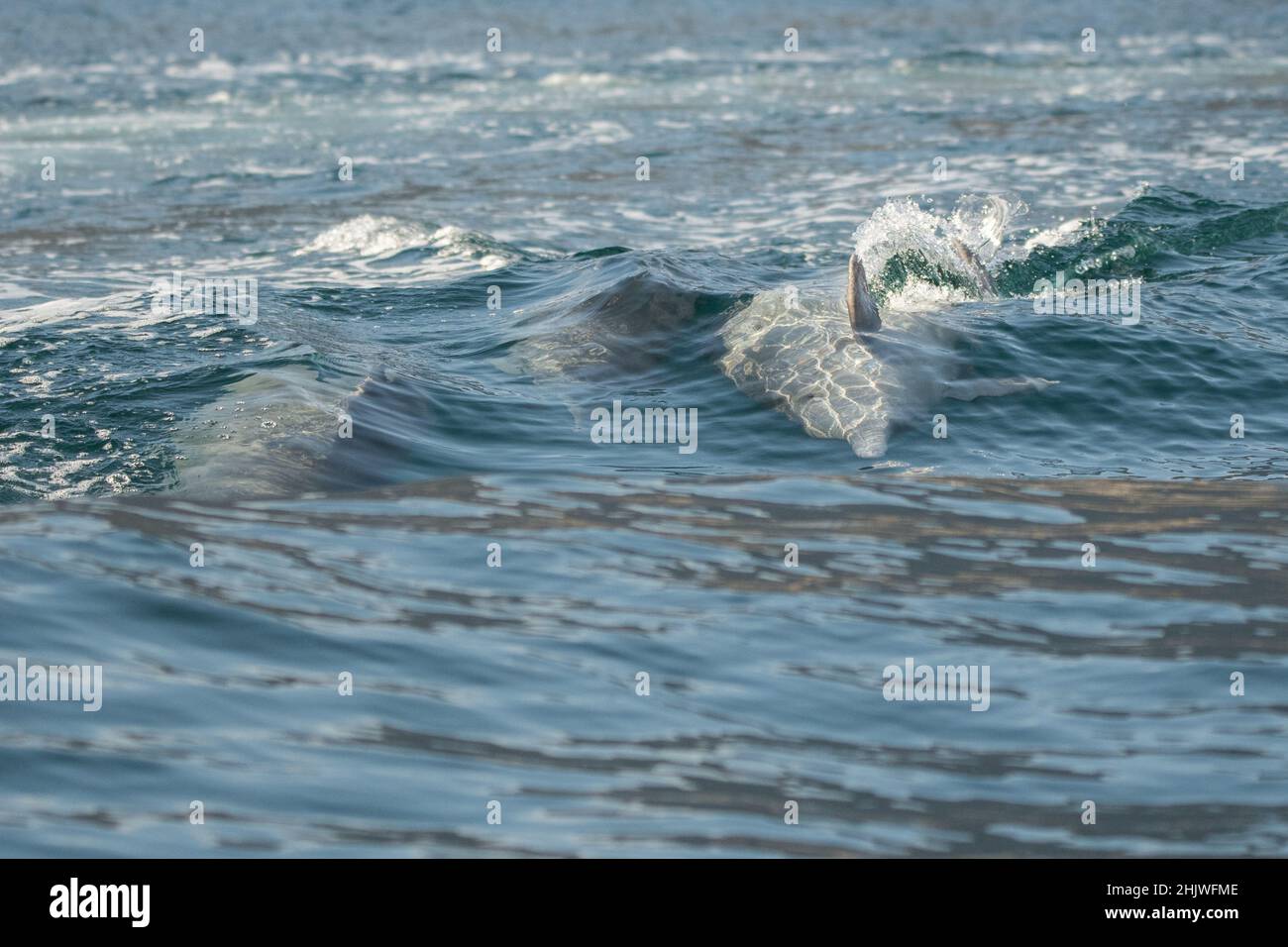 Dolphins in the bay of Khasab. Musandam. Oman Stock Photo - Alamy