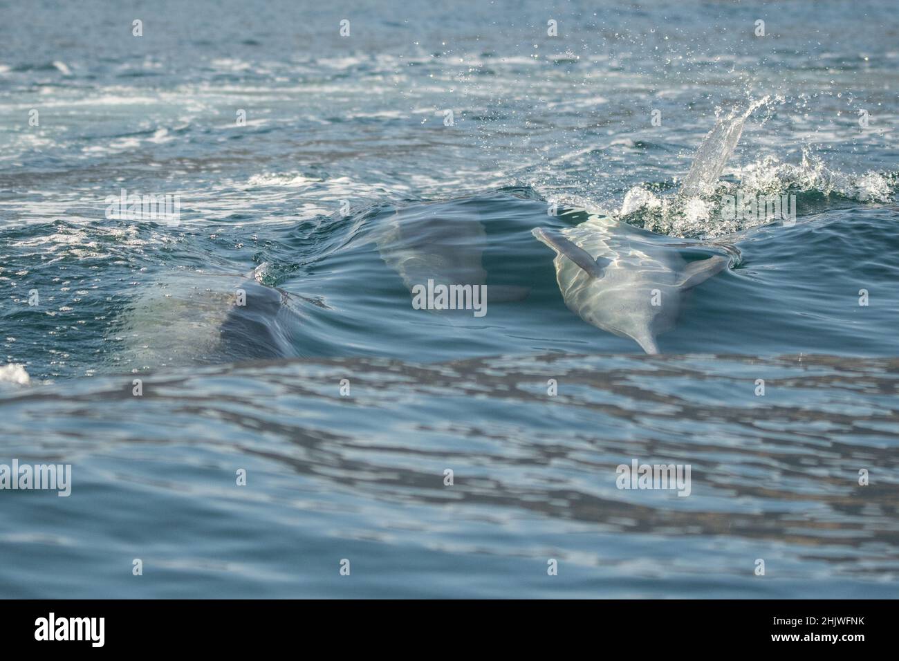 Arabian sea dolphins hi-res stock photography and images - Alamy