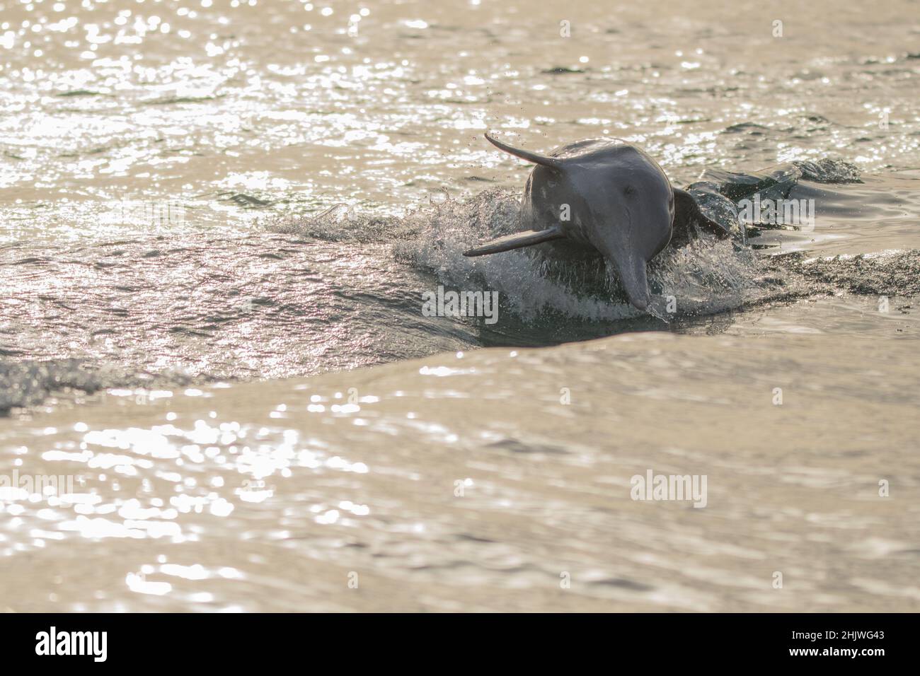 Dolphins in the bay of Khasab. Musandam. Oman Stock Photo - Alamy