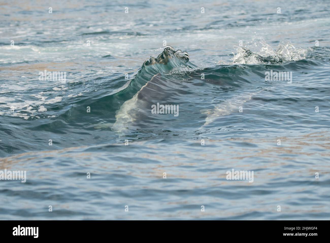 Arabian sea dolphins hi-res stock photography and images - Alamy