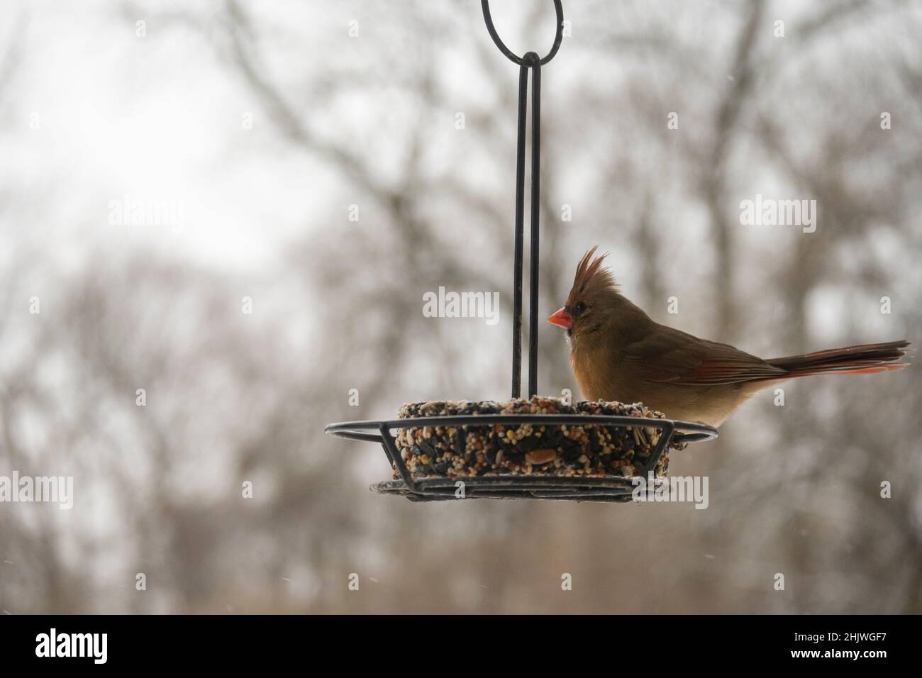 Female face side profile hi-res stock photography and images - Alamy