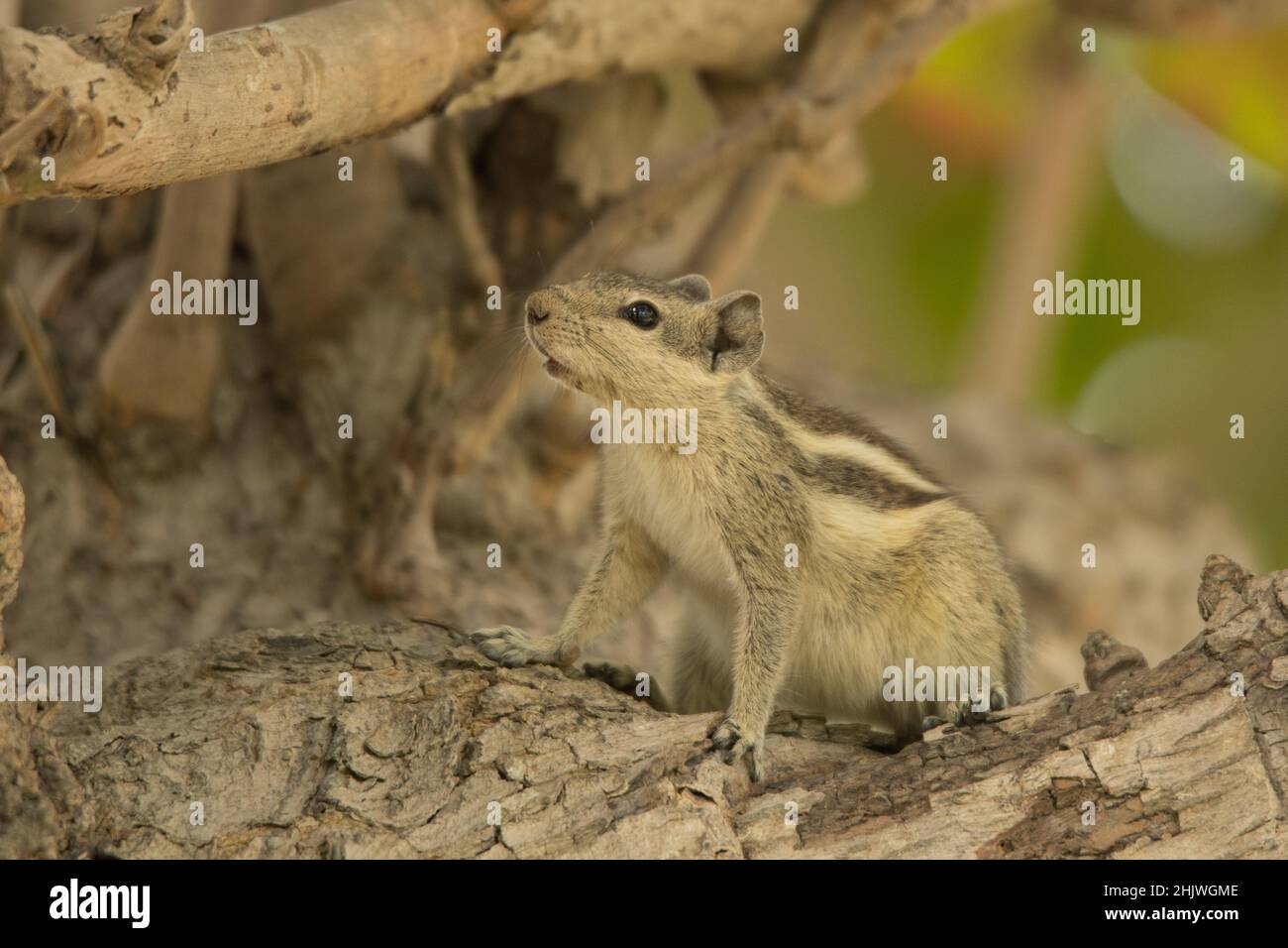 Indian palm squirrel (three-striped palm squirrel), Funambulus palmarum ...