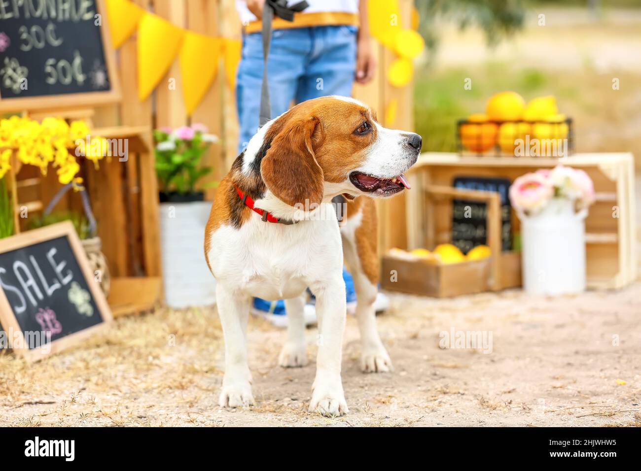 Cute little boy with dog at lemonade stand in park Stock Photo - Alamy