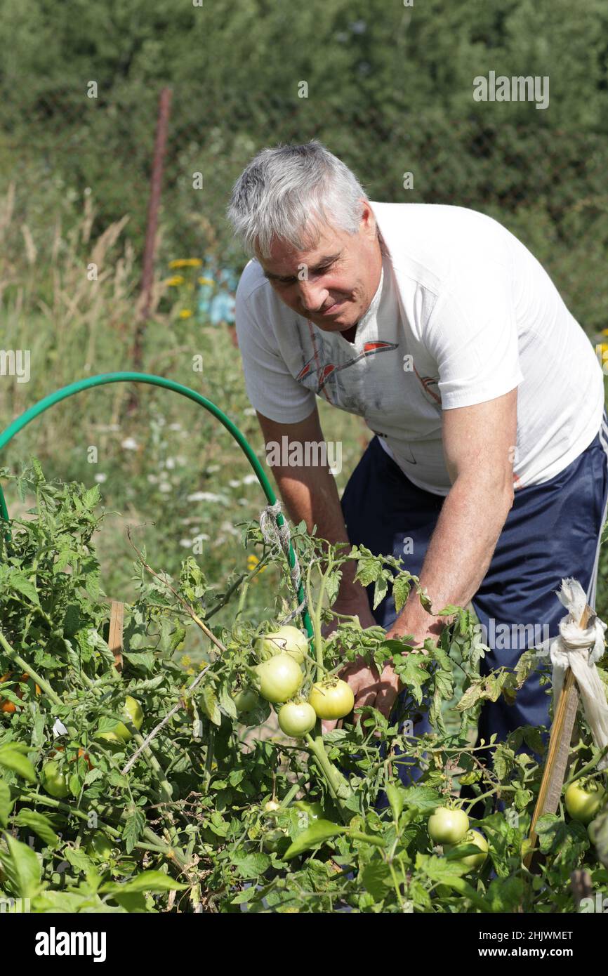 The man takes tomato in the garden Stock Photo - Alamy