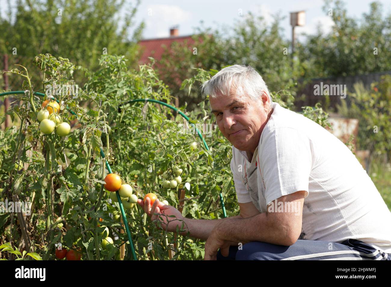 The gardener poses with tomato plants in the garden Stock Photo - Alamy