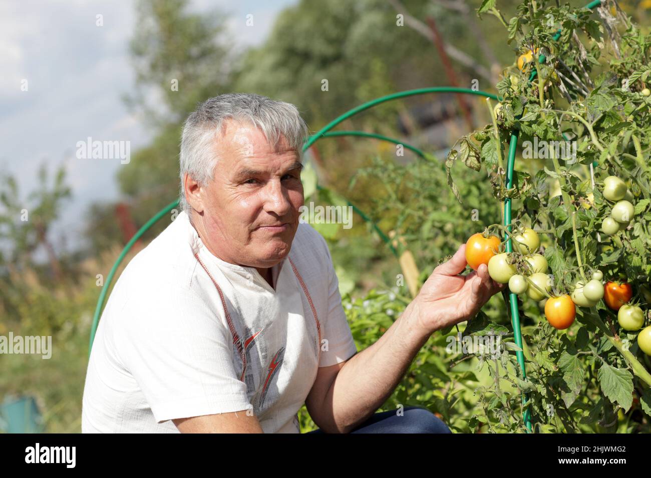 The man poses with tomato plants in the garden Stock Photo - Alamy