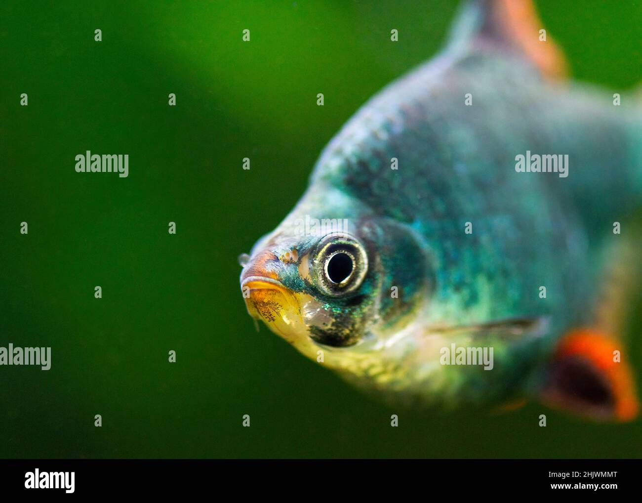 Tiger barb fish hi-res stock photography and images - Alamy