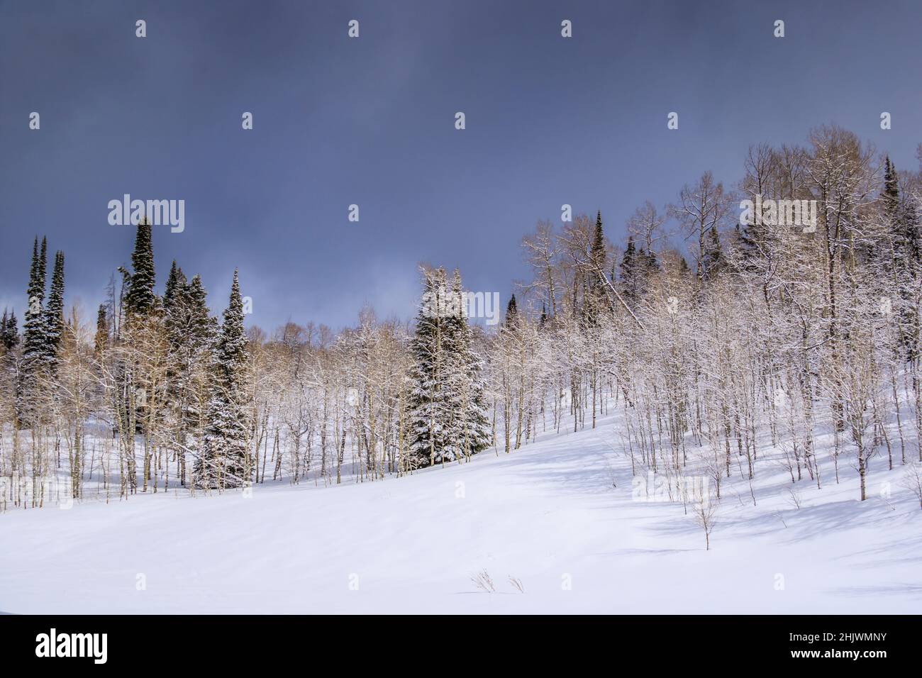 Chilling view of the winter forest in Emigration Canyon, Idaho, USA ...