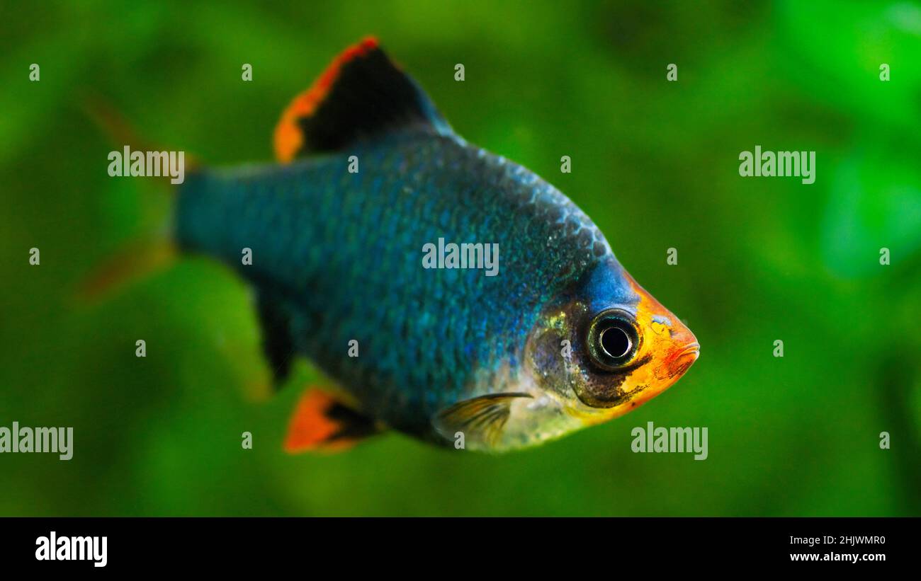 Tiger barb fish hi-res stock photography and images - Alamy