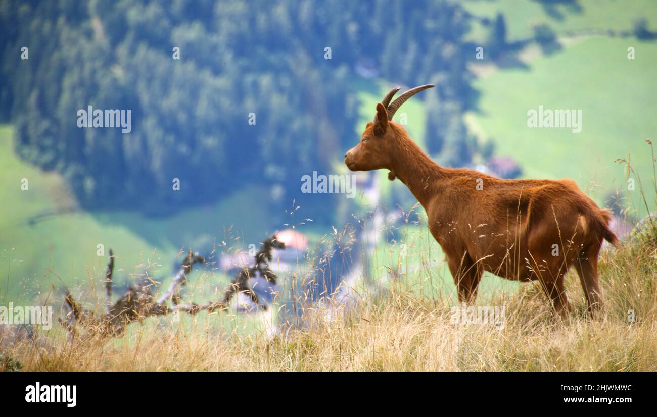 Chamois coloured goat hi-res stock photography and images - Alamy