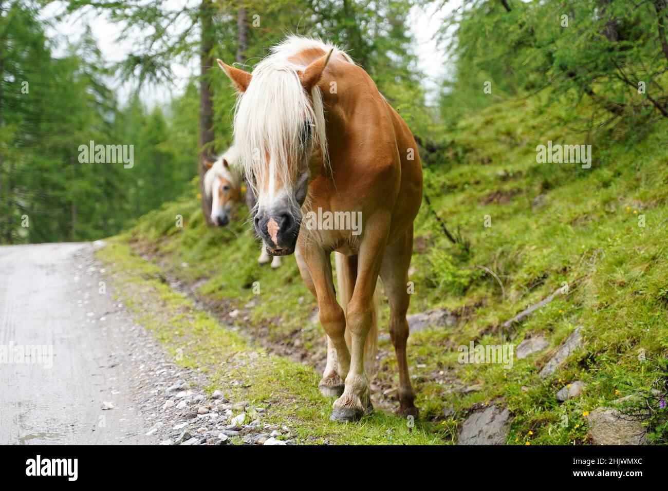 Beautiful shot two horses hi-res stock photography and images - Alamy