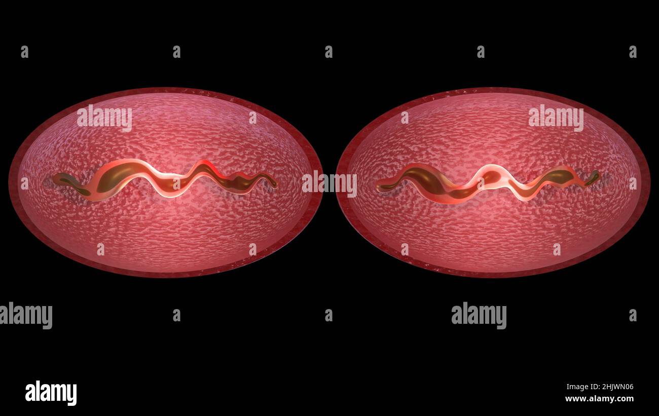 Cell dividing . Mitochondria splitting, DNA replication. Stages of ...