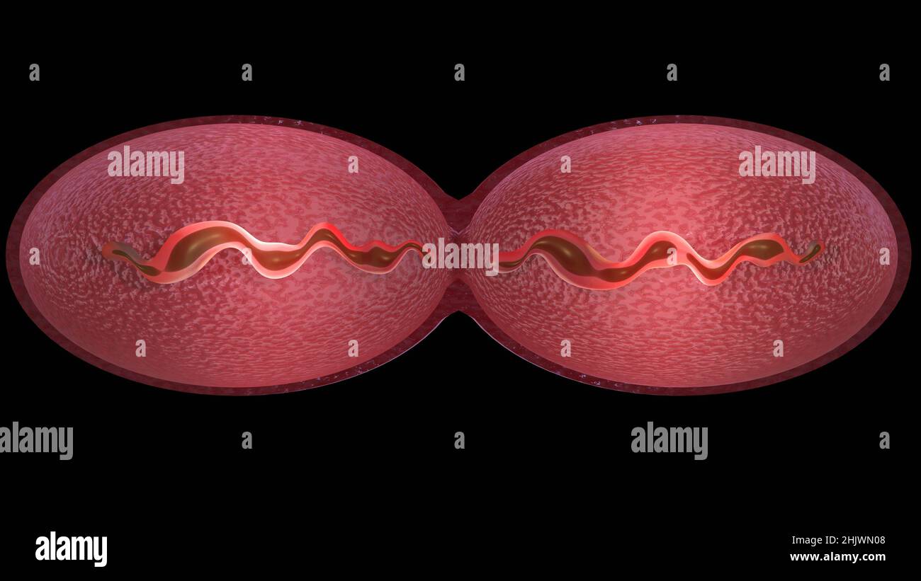 Binary fission hi-res stock photography and images - Alamy