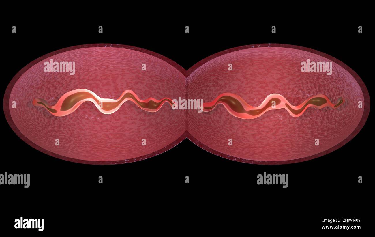 Cell dividing . Mitochondria splitting, DNA replication. Stages of ...