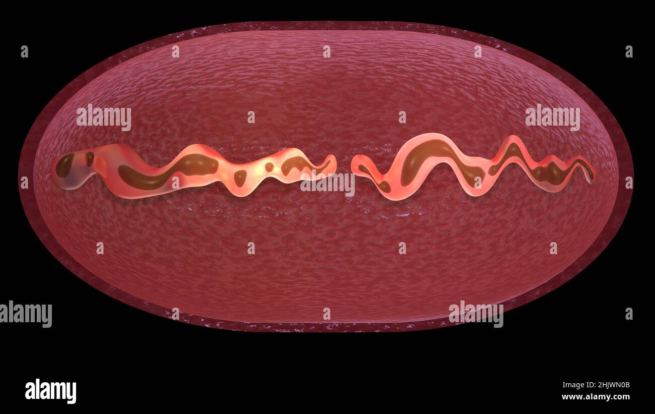 Cell dividing . Mitochondria splitting, DNA replication. Stages of ...