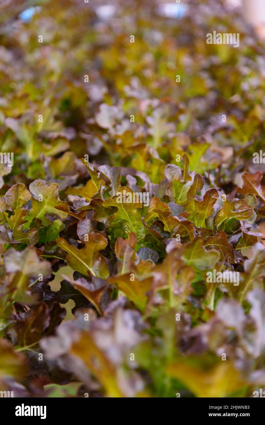 closeup to fresh Red Oak Lettuce in hydroponics system pipe Stock Photo ...
