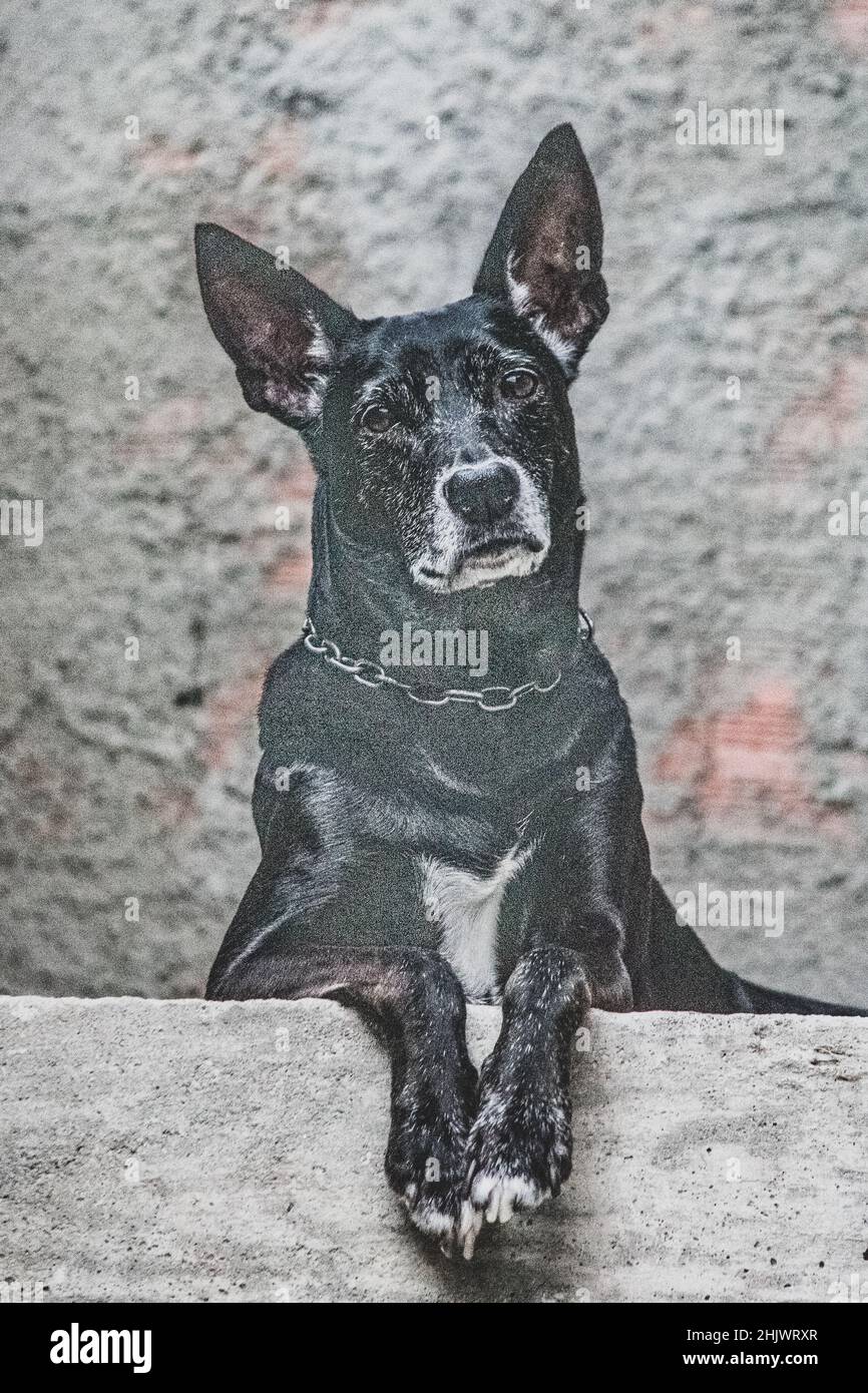 Photo of a domestic dog (pet) in closed plan, with a fixed and cute ...