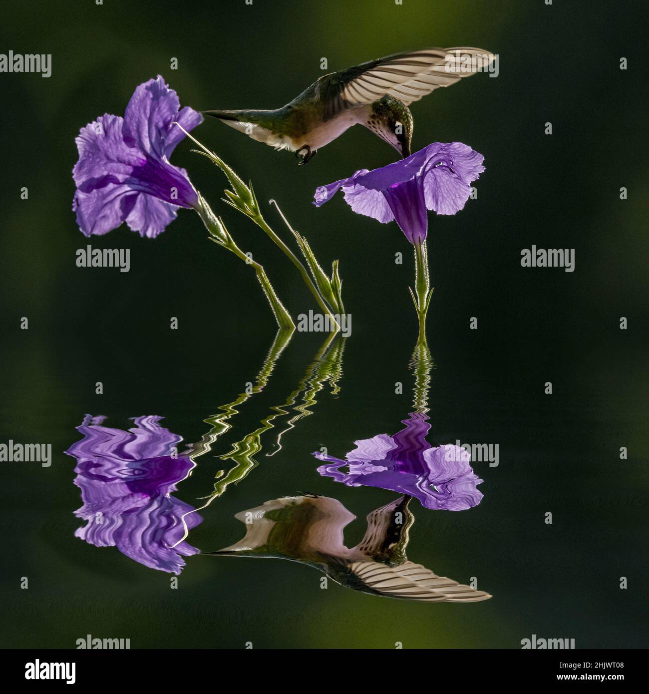 Reflection of a Hummingbird and purple flowers on the water Stock Photo ...