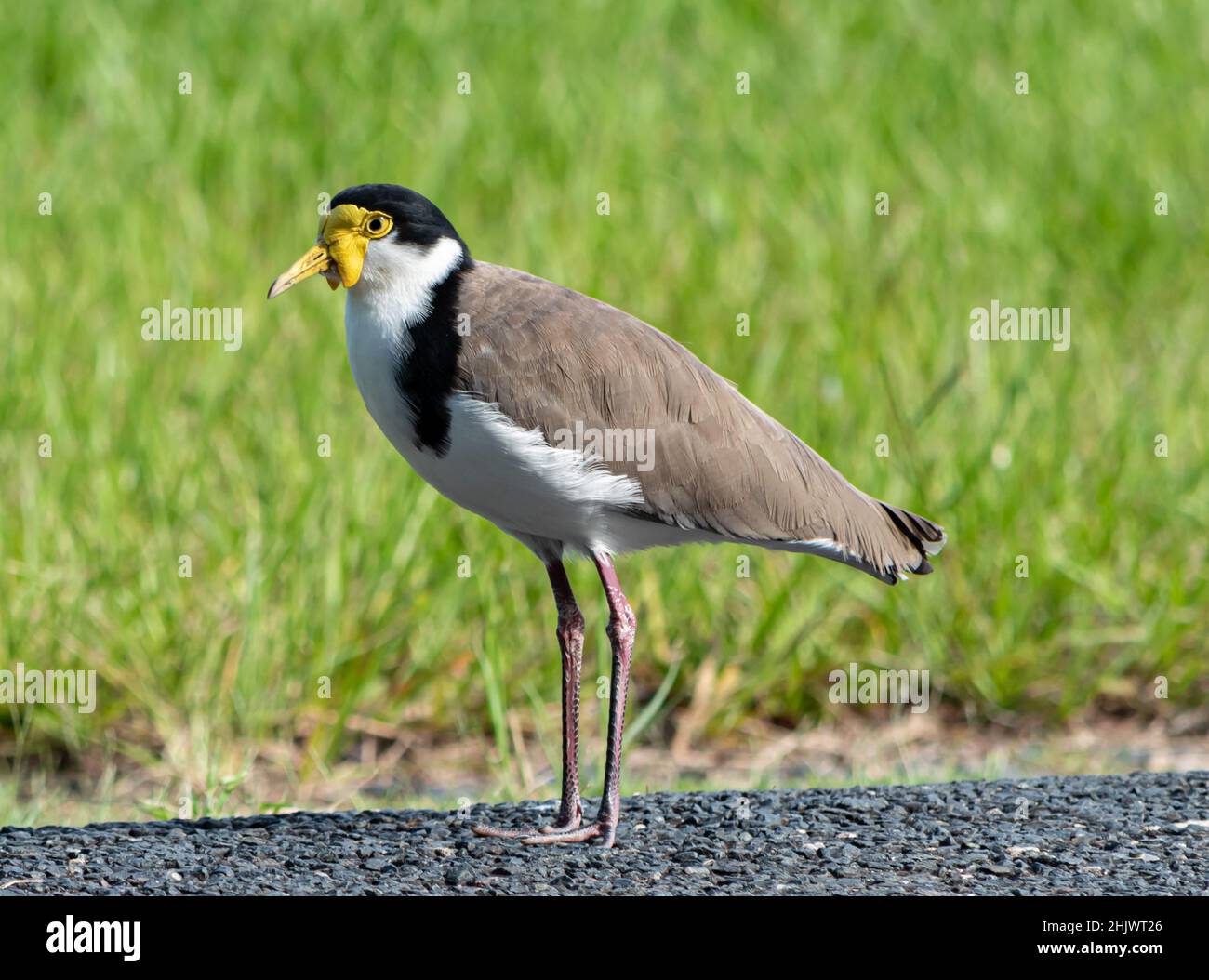 Closeup of a masked lapwing (Vanellus miles) profile walking on the ...