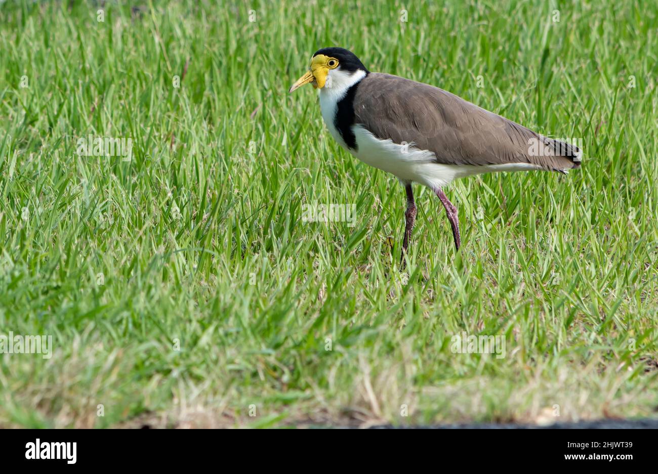 Closeup of a masked lapwing (Vanellus miles) walking on the grass Stock ...
