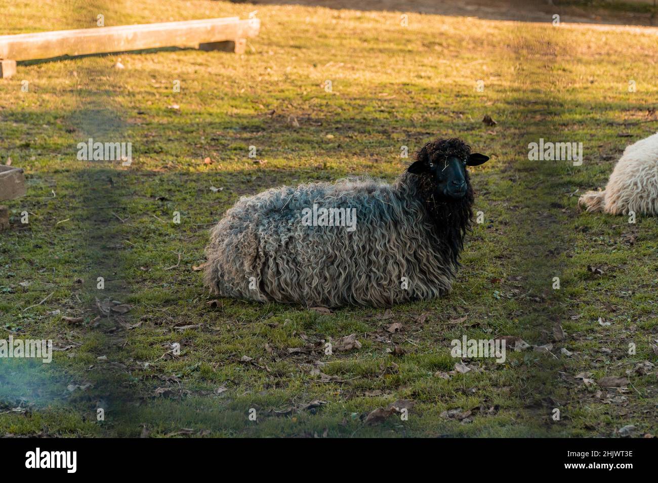 Bosnia lamb hi-res stock photography and images - Alamy