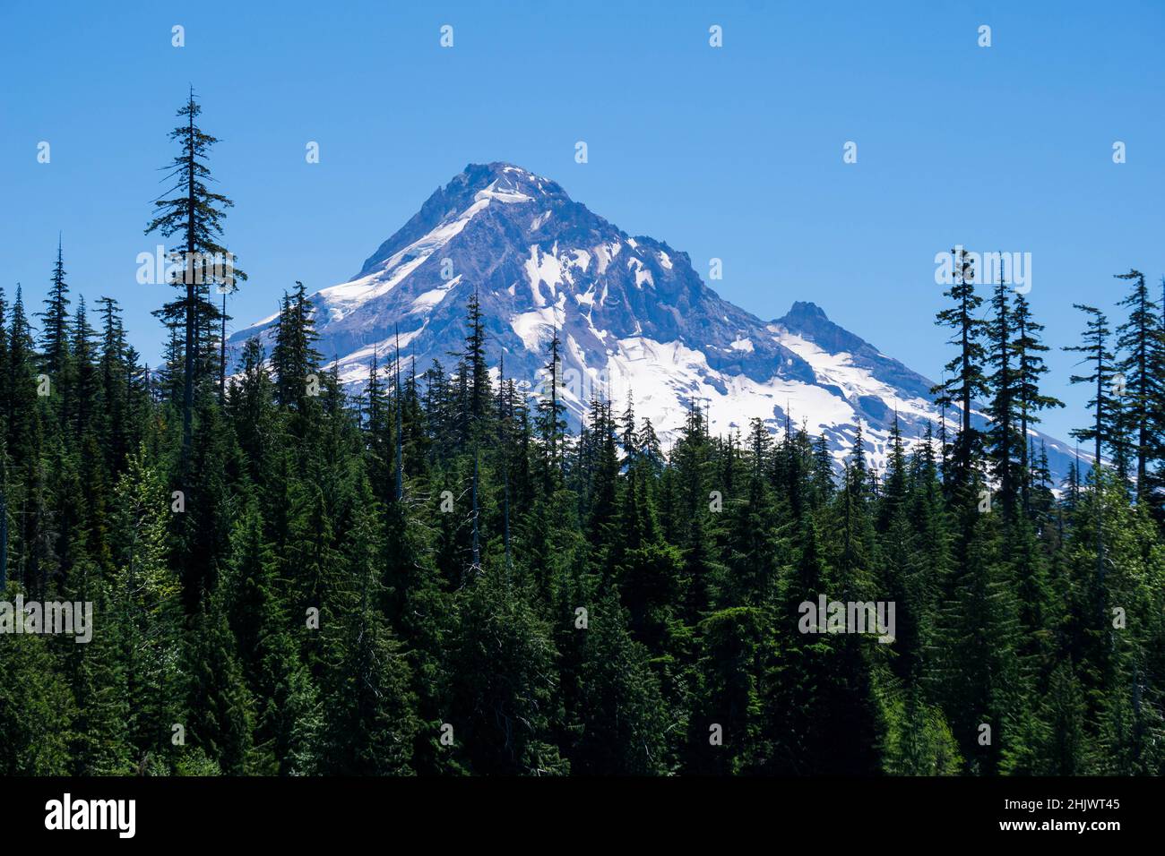 A beautiful view of Hemp trees and a mountain with snow in Mt. Hood ...