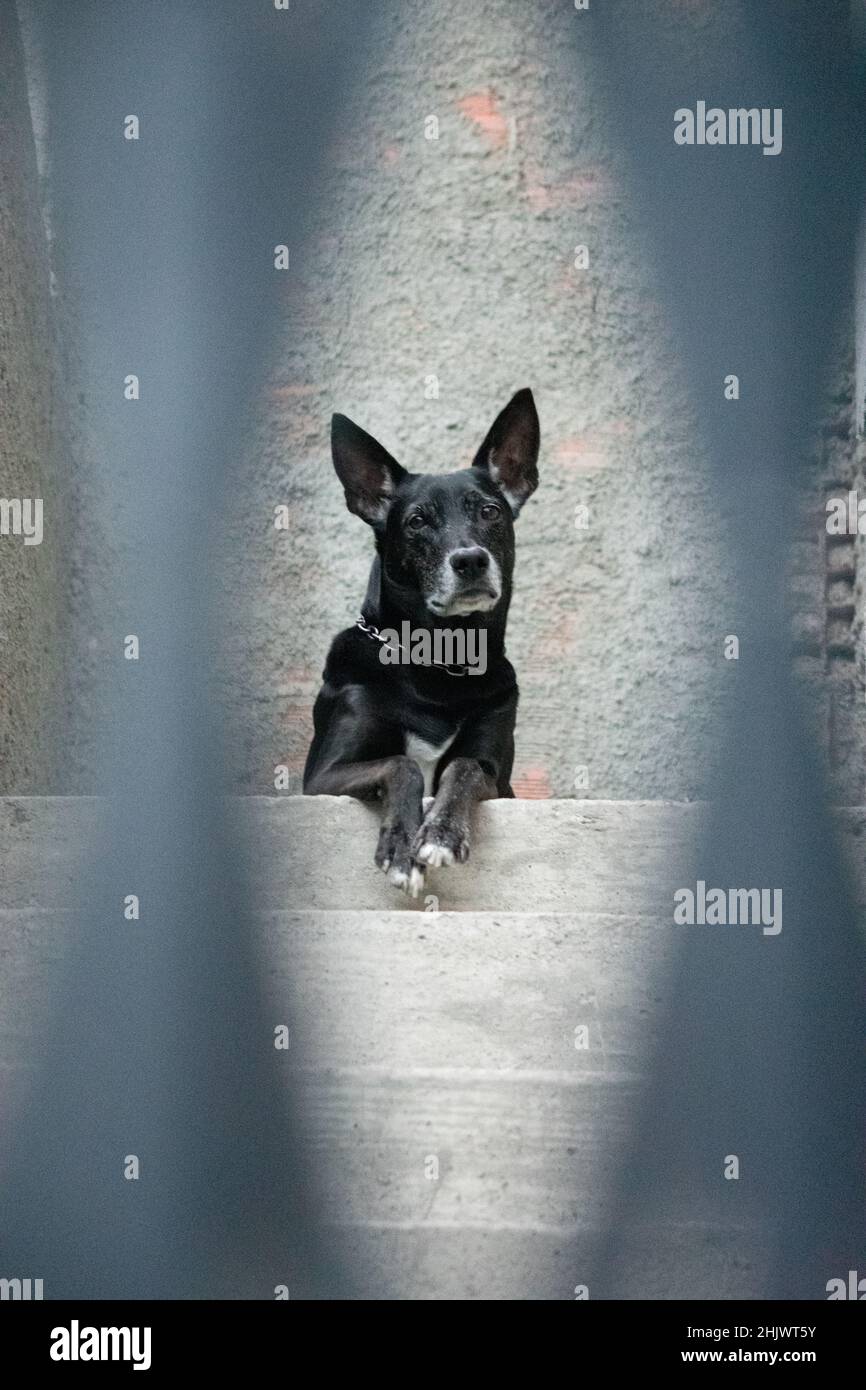 Photo of a domestic dog (pet) in closed plan, with a fixed and cute ...