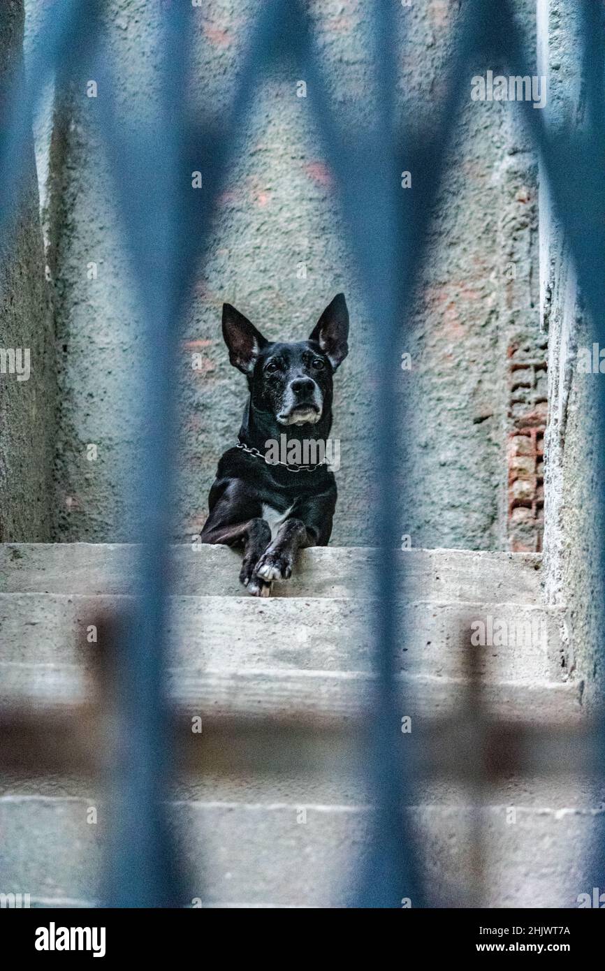 Photo of a domestic dog (pet) in closed plan, with a fixed and cute ...