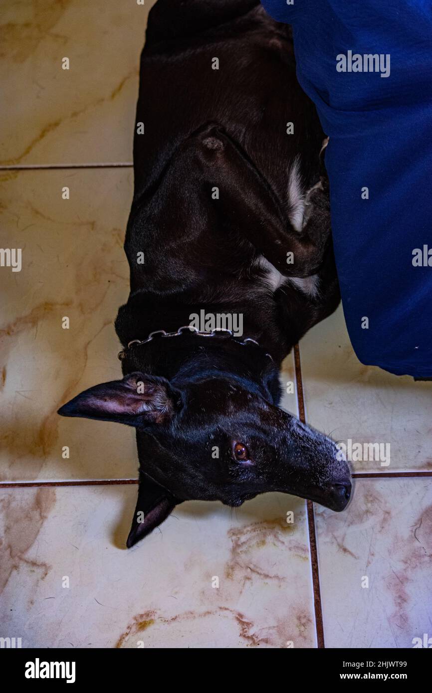 Photo of a domestic dog (pet) in closed plan, with a fixed and cute ...