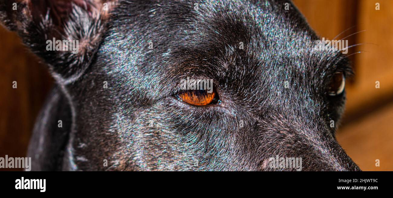 Photo of a domestic dog (pet) in closed plan, with a fixed and cute ...